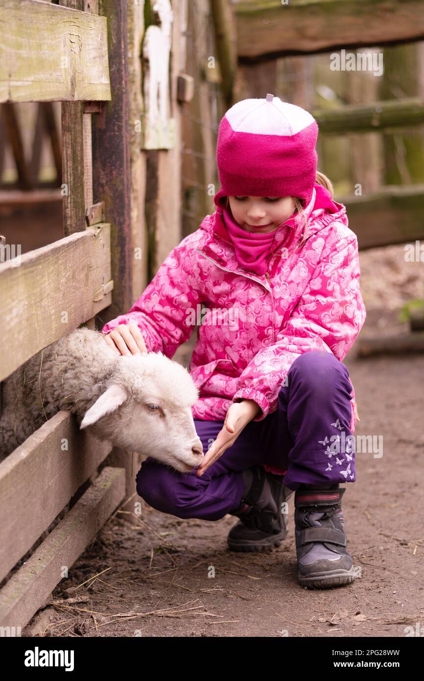 Kid girl do activity with sheeps on a kids farm. Happy baby child ...