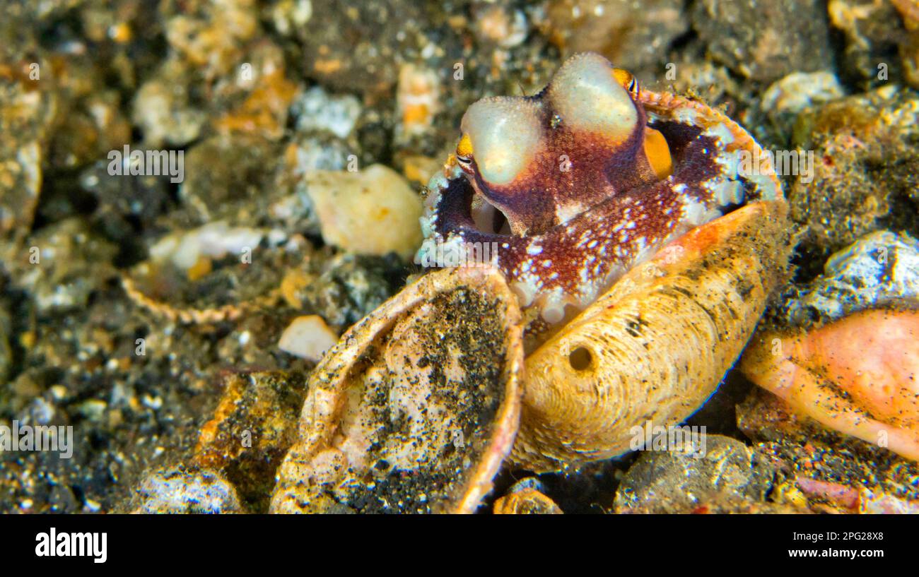 Coconut Octopus, Amphioctopus marginatus, Lembeh, North Sulawesi ...