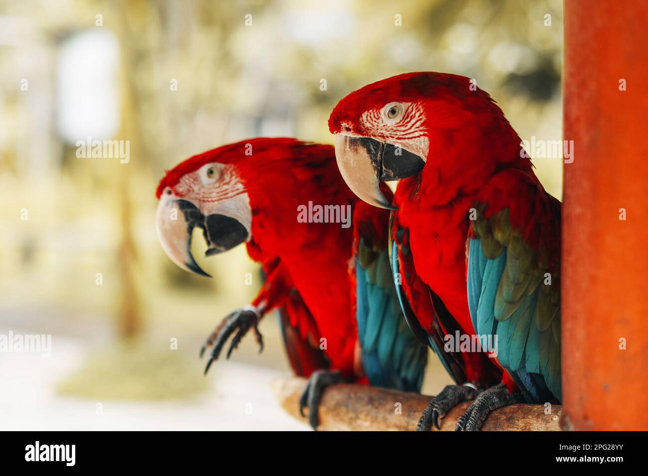 Two red blue cockatoo parrots sitting on a branch in the bird park ...