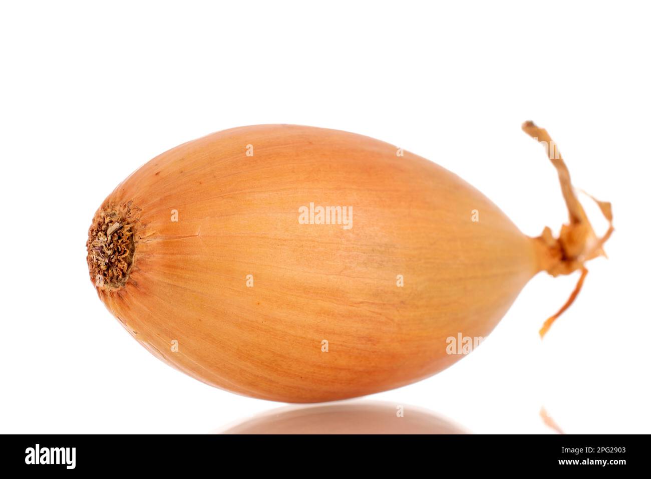 One golden shallot, macro, isolated on white background Stock Photo - Alamy