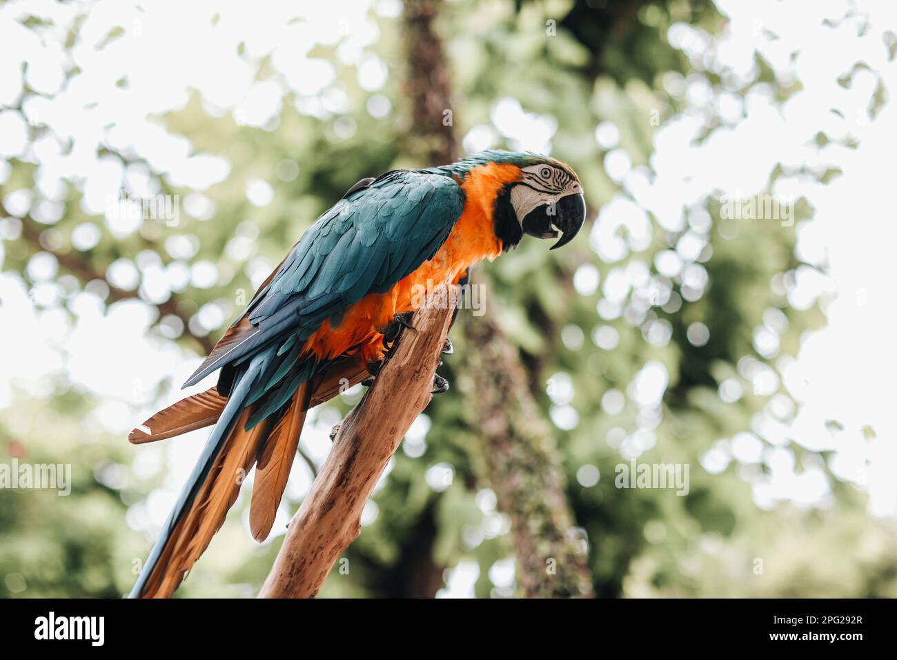 Norwegian Blue Cockatoo