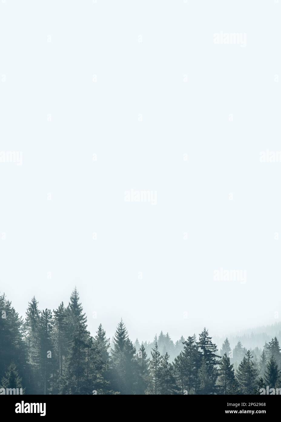 Pine trees forest stylized silhouette environment go green concept ...