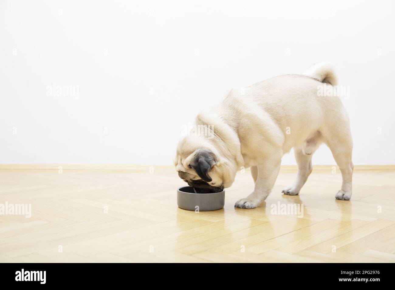 Pug dog eating from bowl hi-res stock photography and images - Alamy