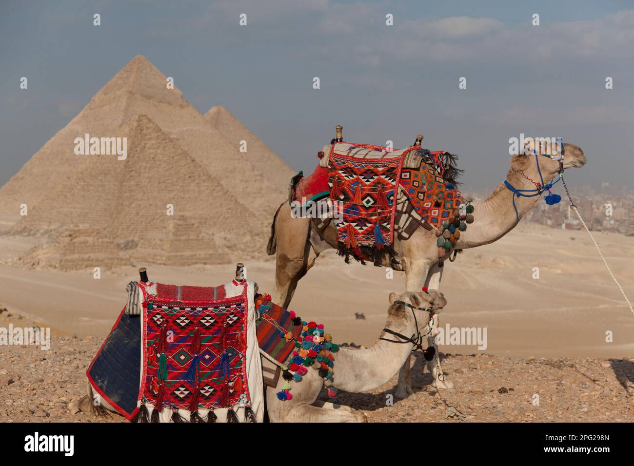 Egypt, Giza, Camels at the great Pyramids of Giza Stock Photo - Alamy