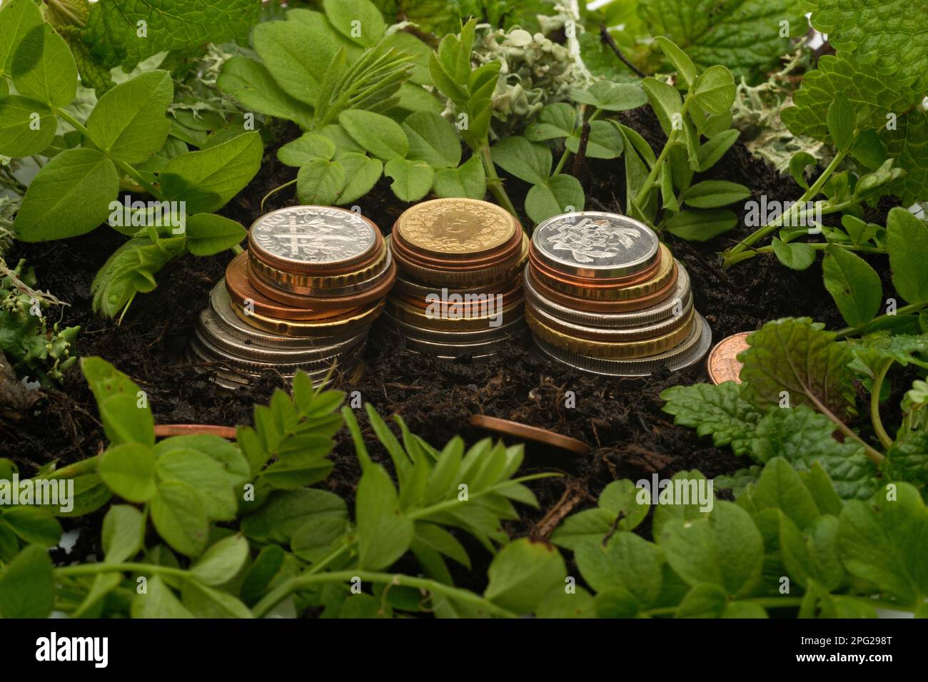 Three stacks of coins, surrounded by soil (growing medium) and new ...