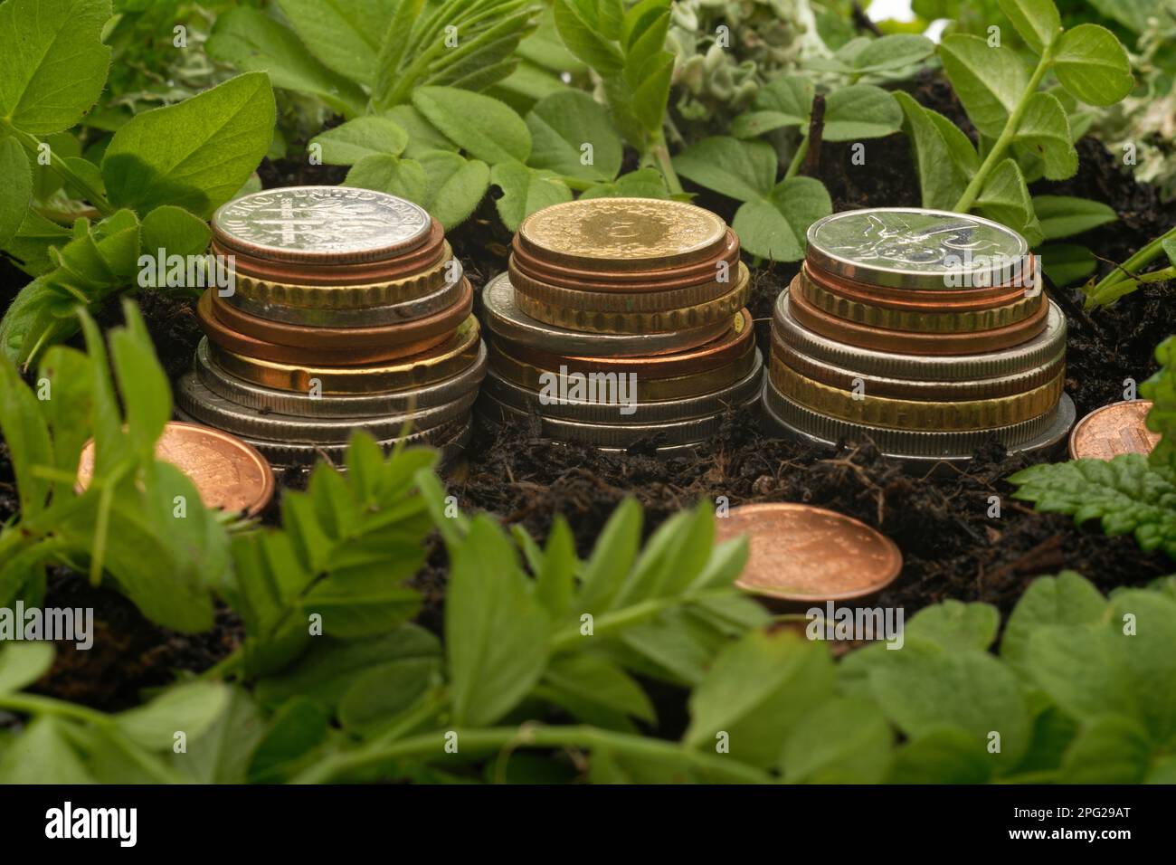 Three stacks of coins, surrounded by soil (growing medium) and new ...