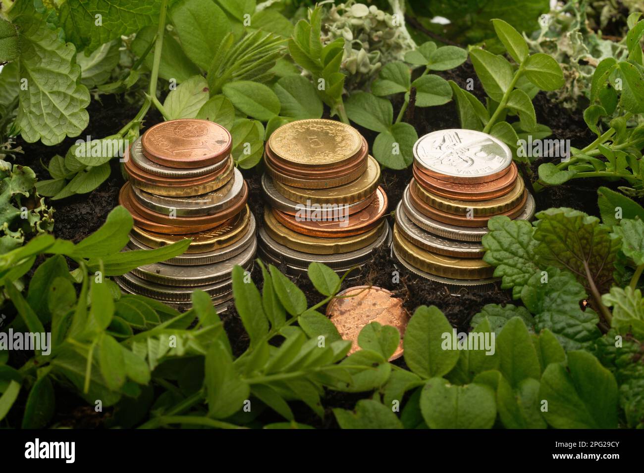 Three stacks of coins, surrounded by soil (growing medium) and new ...