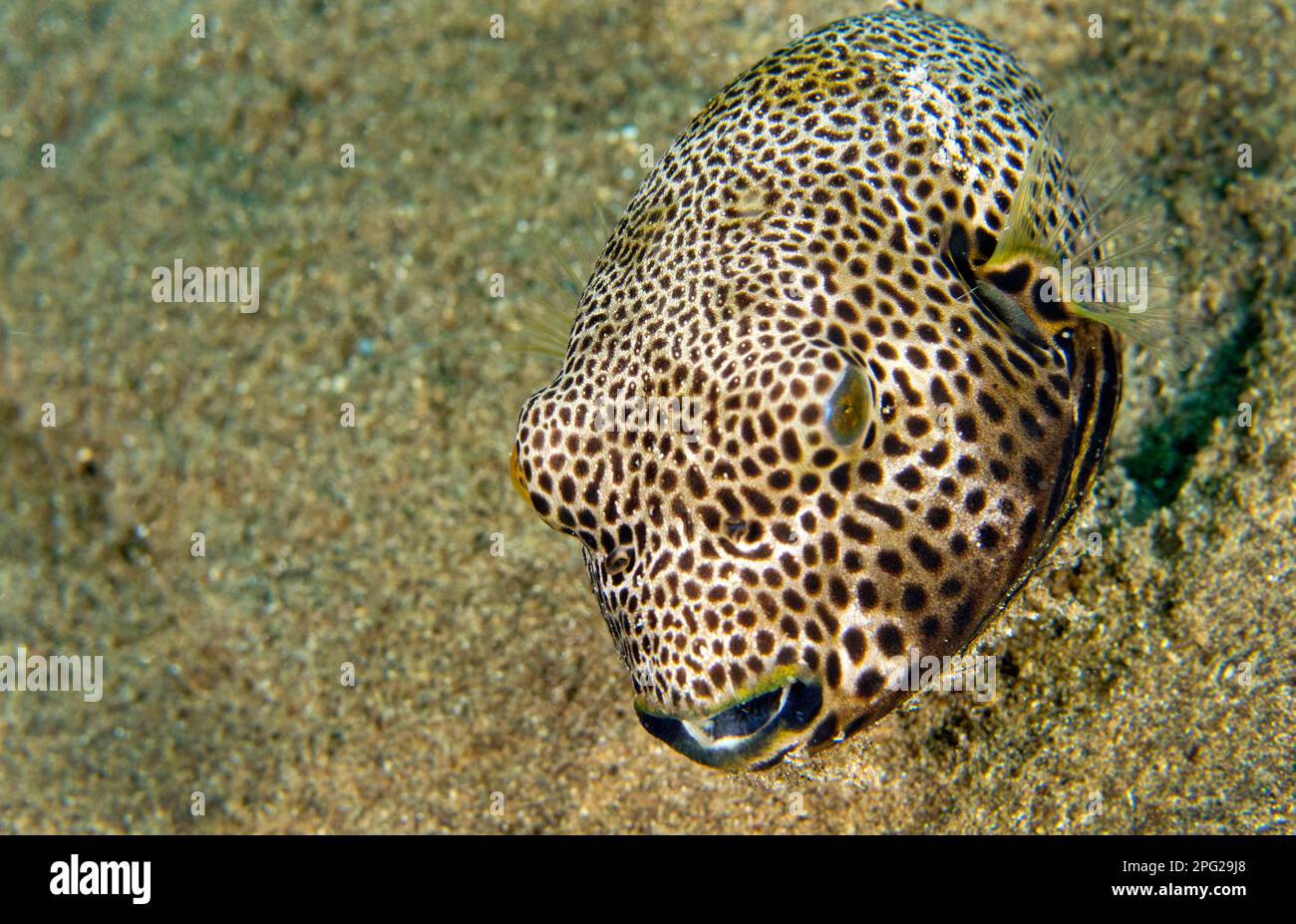 Pufferfish, Starry Pufferfish, Arothron stellatus, Lembeh, North ...