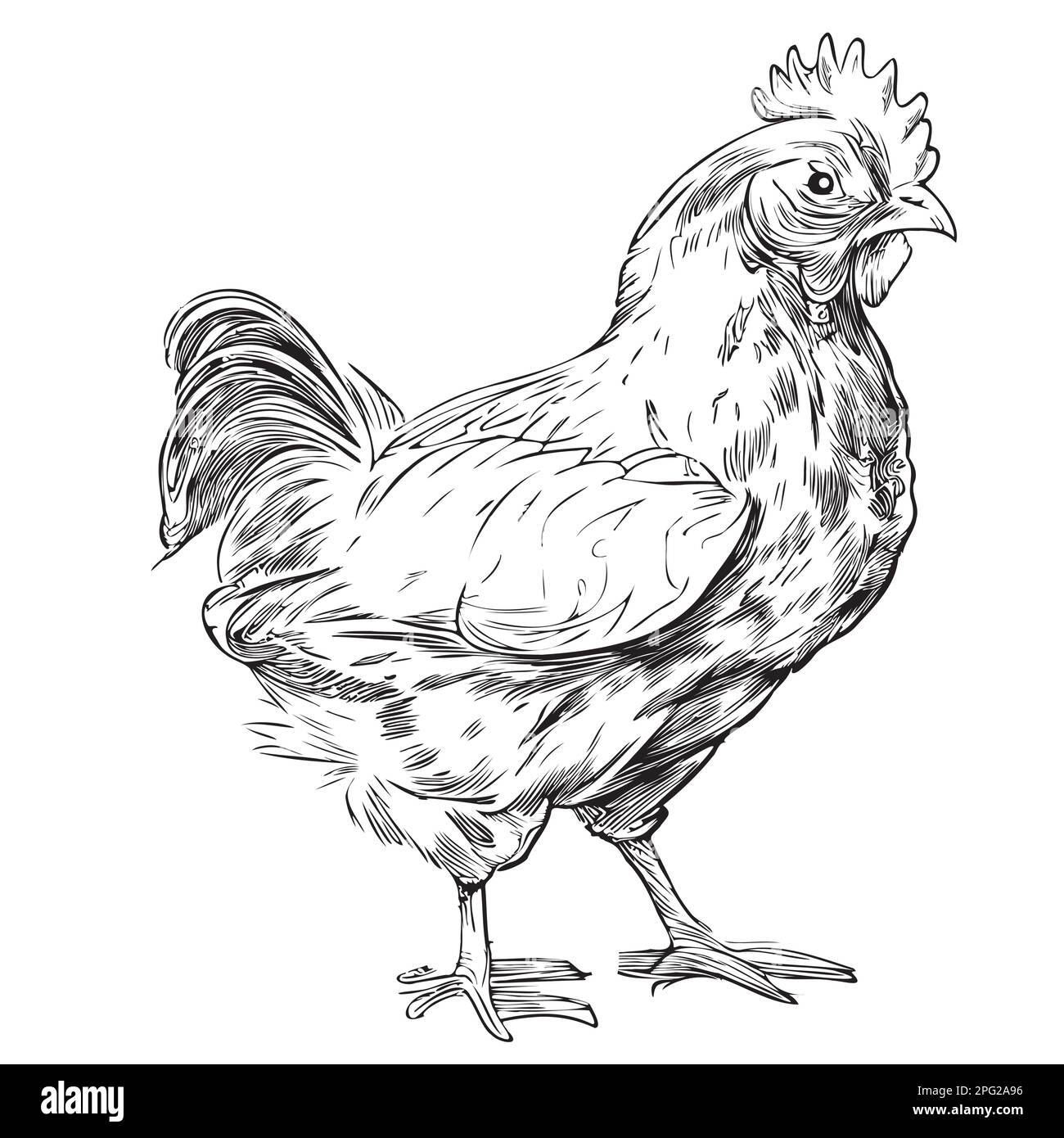 Hen standing hand drawn sketch Vector illustration Farming Stock Vector ...
