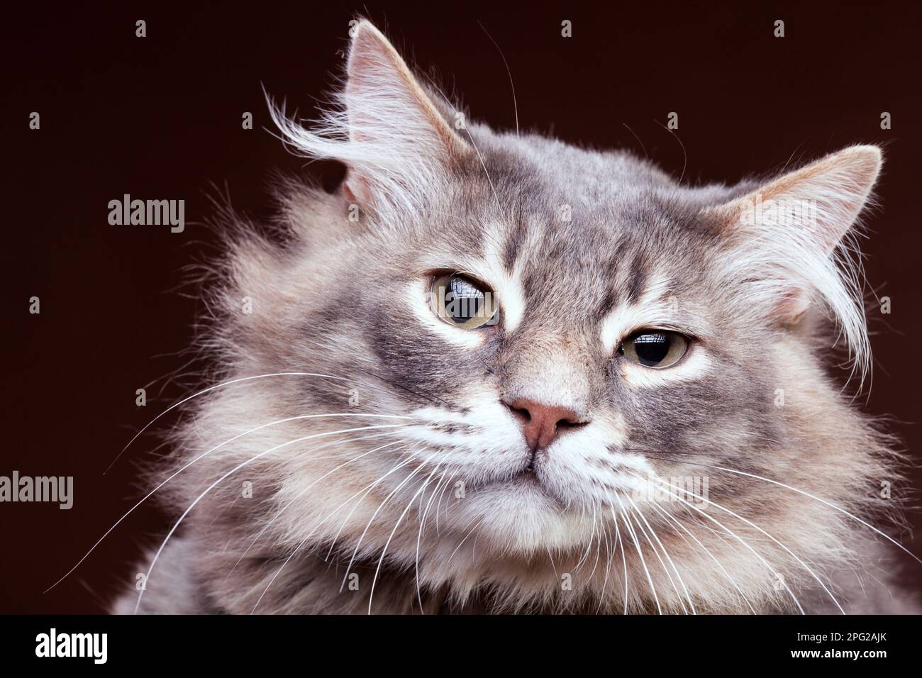 Very pretty and annoyed cat on brown background in studio photo. Silly ...