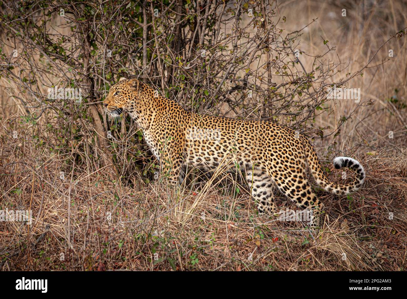 African leopard in the savannah Stock Photo - Alamy