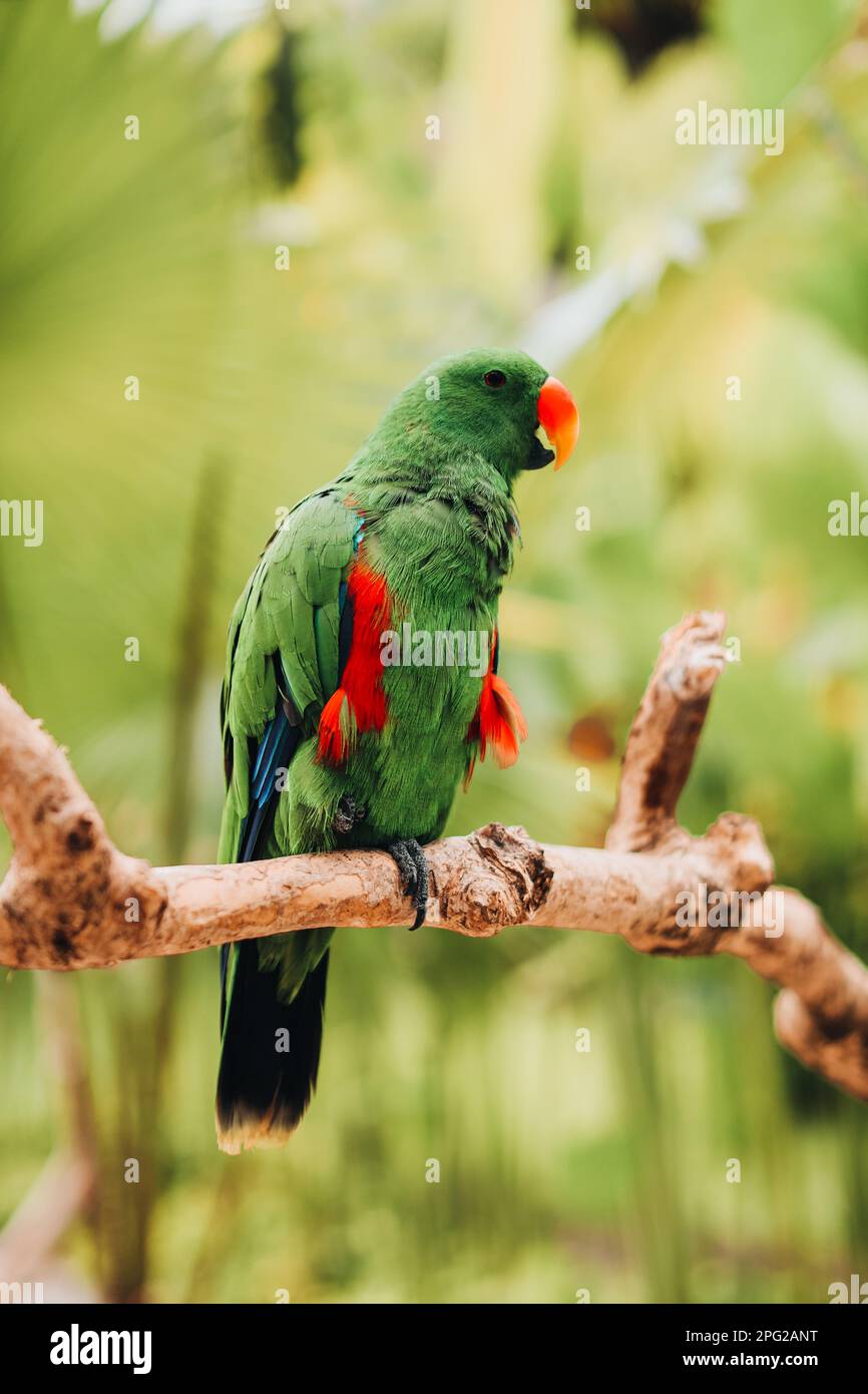 Bright green parrot on a branch. Wildlife bird from tropical forest ...