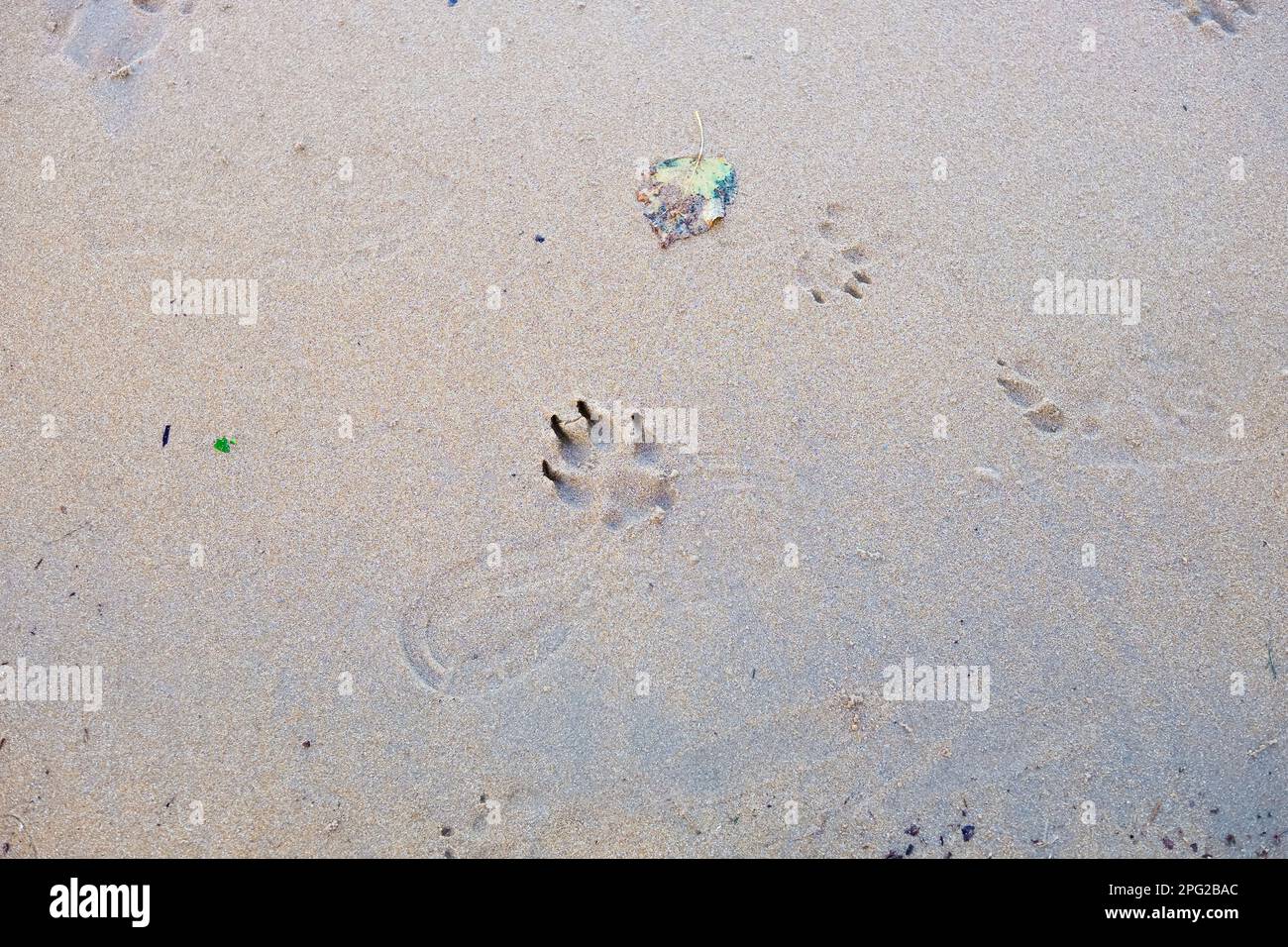 A view of a green leaf partly covered with sand and a fresh paw print ...