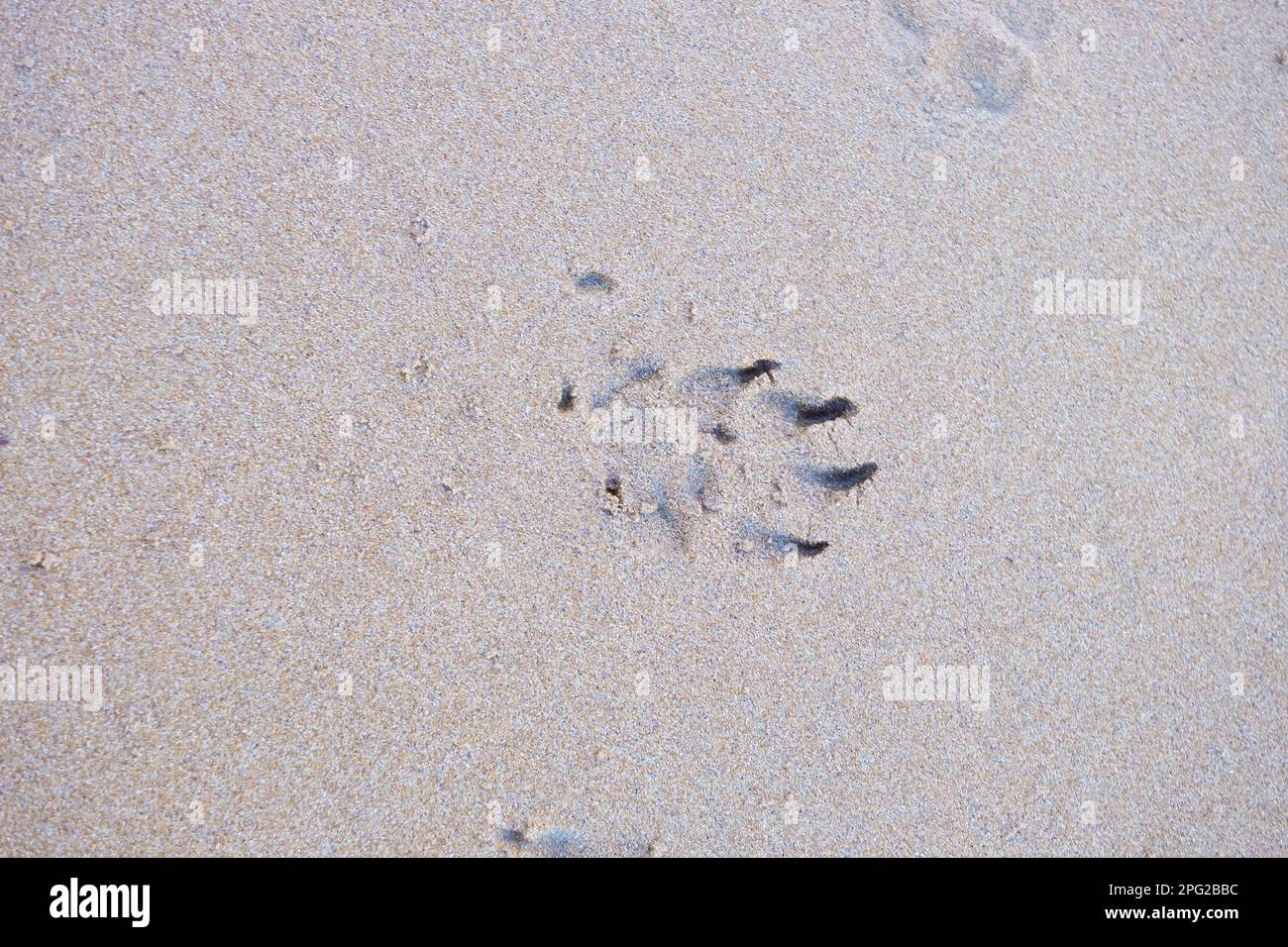 A view of a fresh paw print on wet sand pointing to the right Stock ...