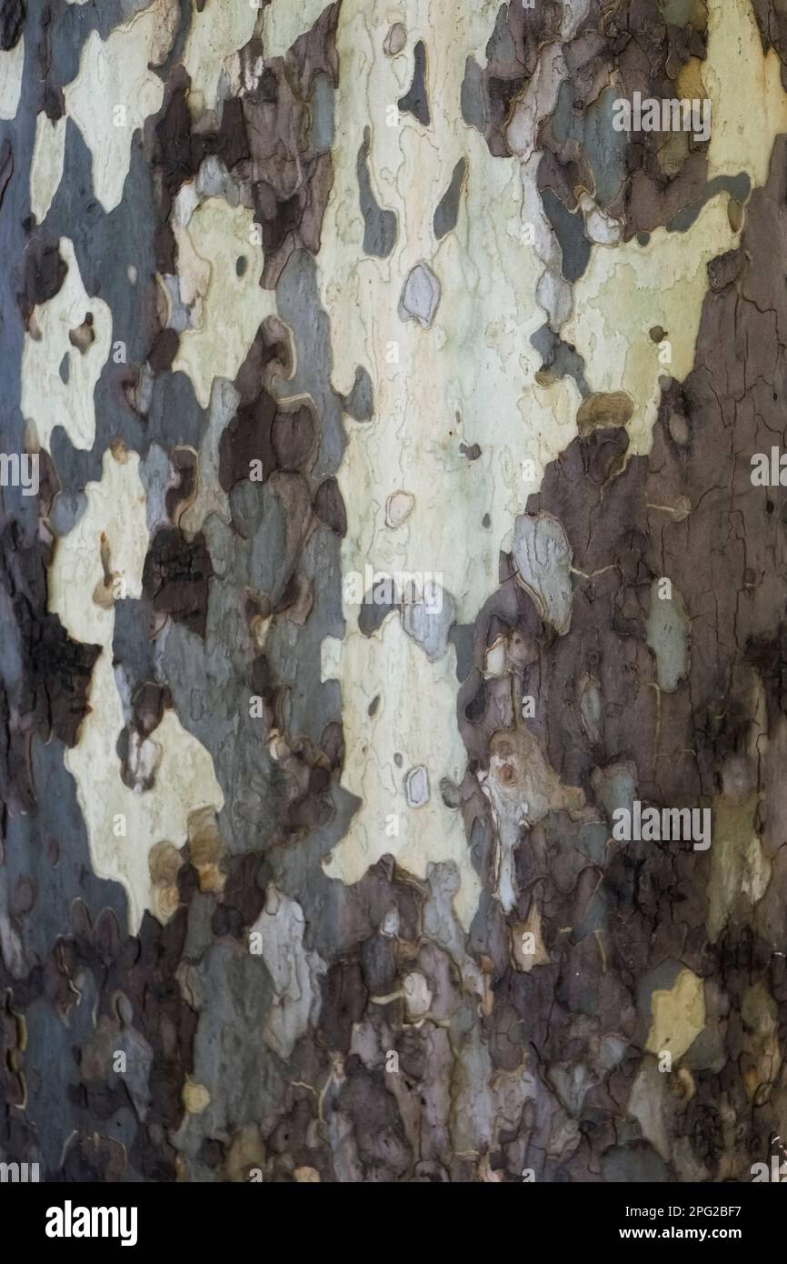 Textures of tissue layers hi-res stock photography and images - Alamy