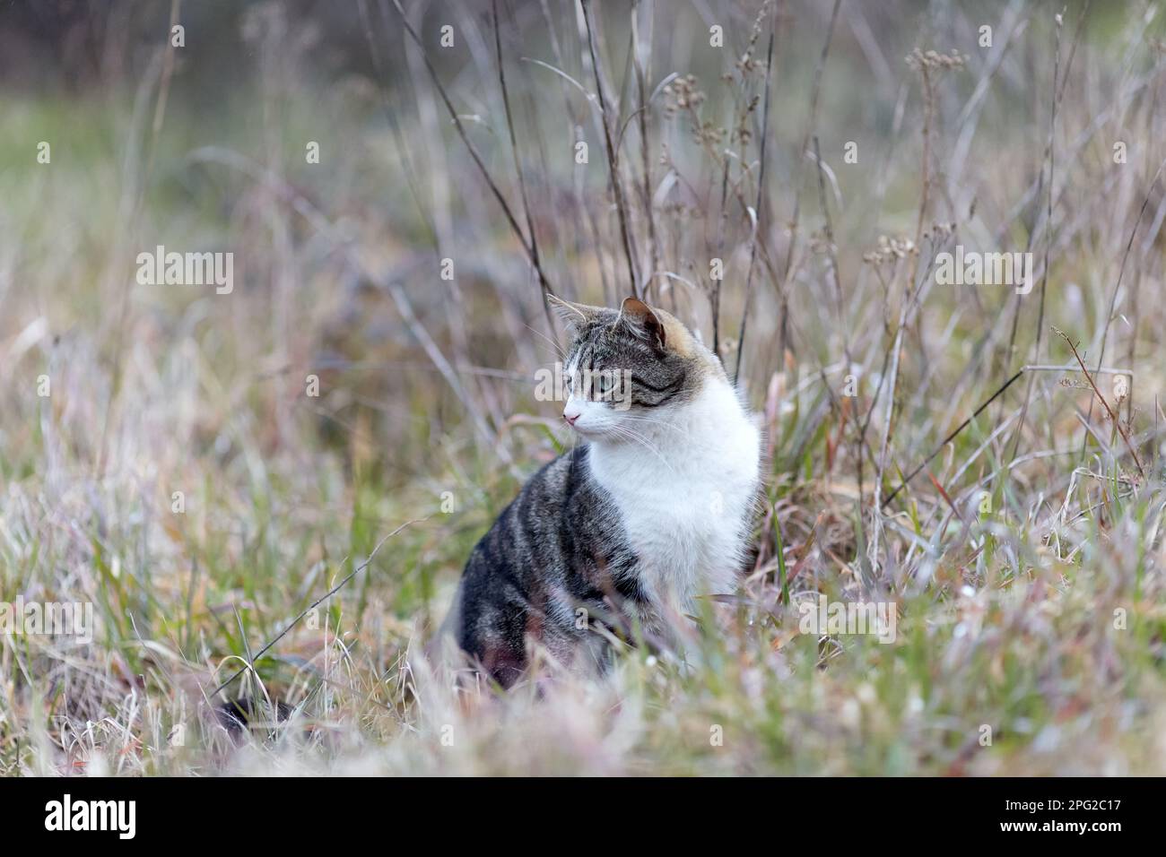 Young cat with tiger pattern fur on a green grass Stock Photo - Alamy