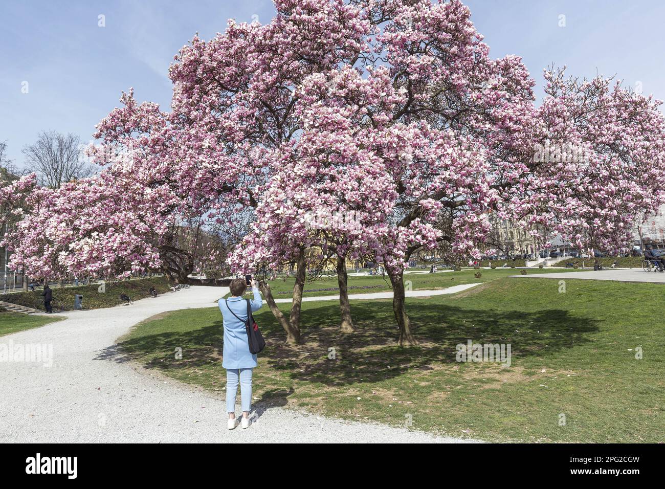 Magnolia in landscape hi-res stock photography and images - Alamy