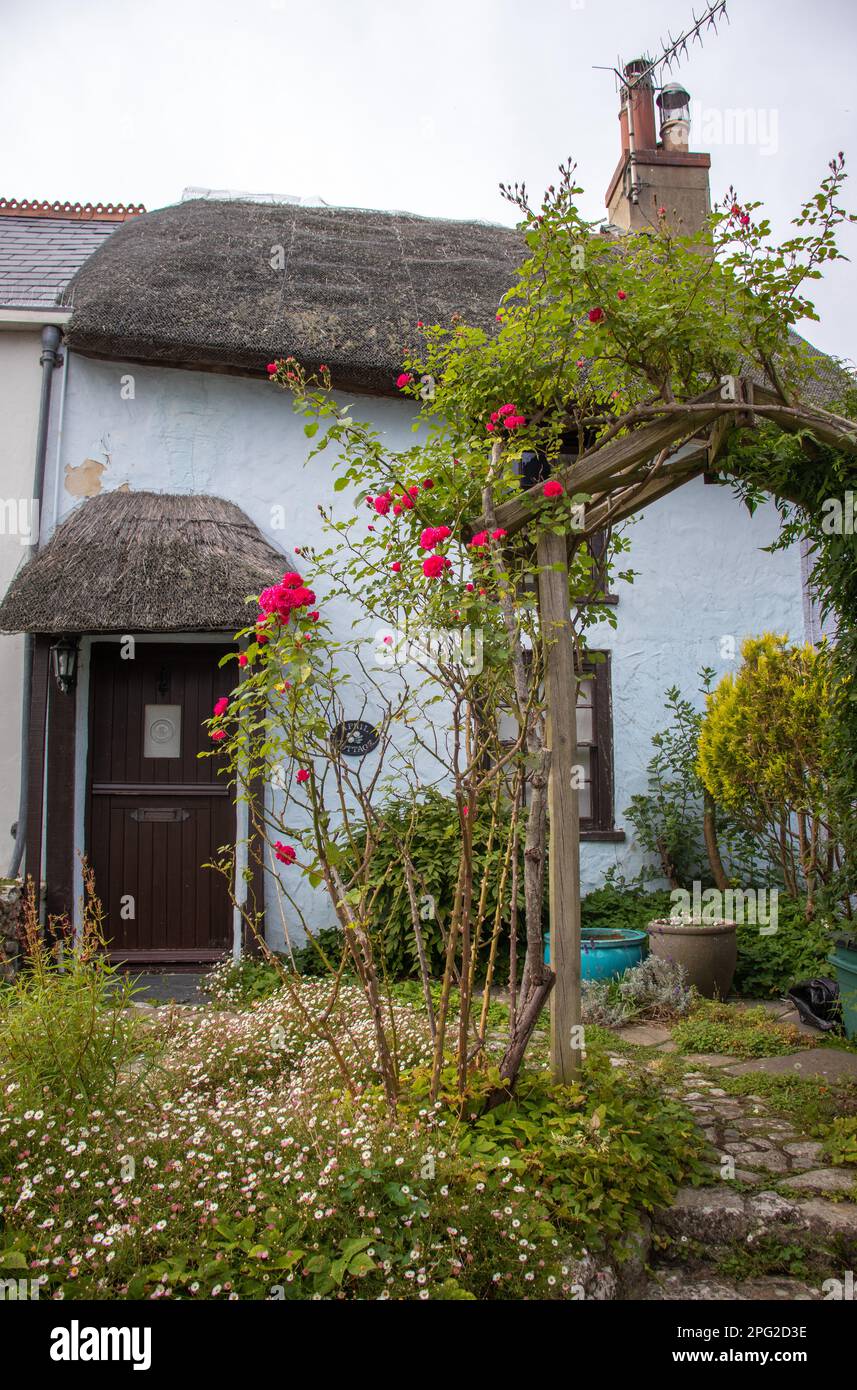 A blue painted, small thatched cottage in Lyme Regis in Dorset with a ...