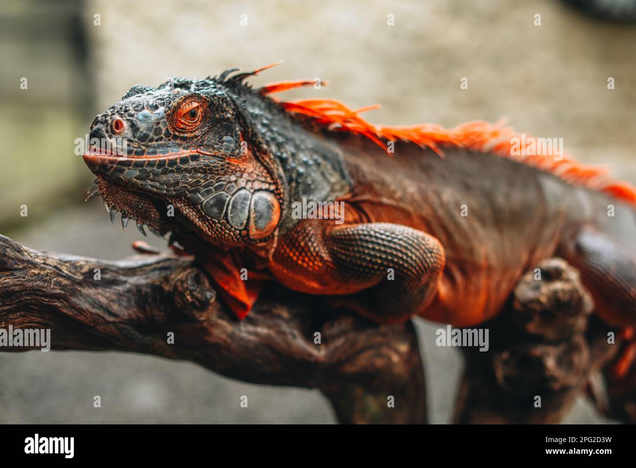 Wild gray orange iguana sitting on a tree branch in the wildlife Stock ...