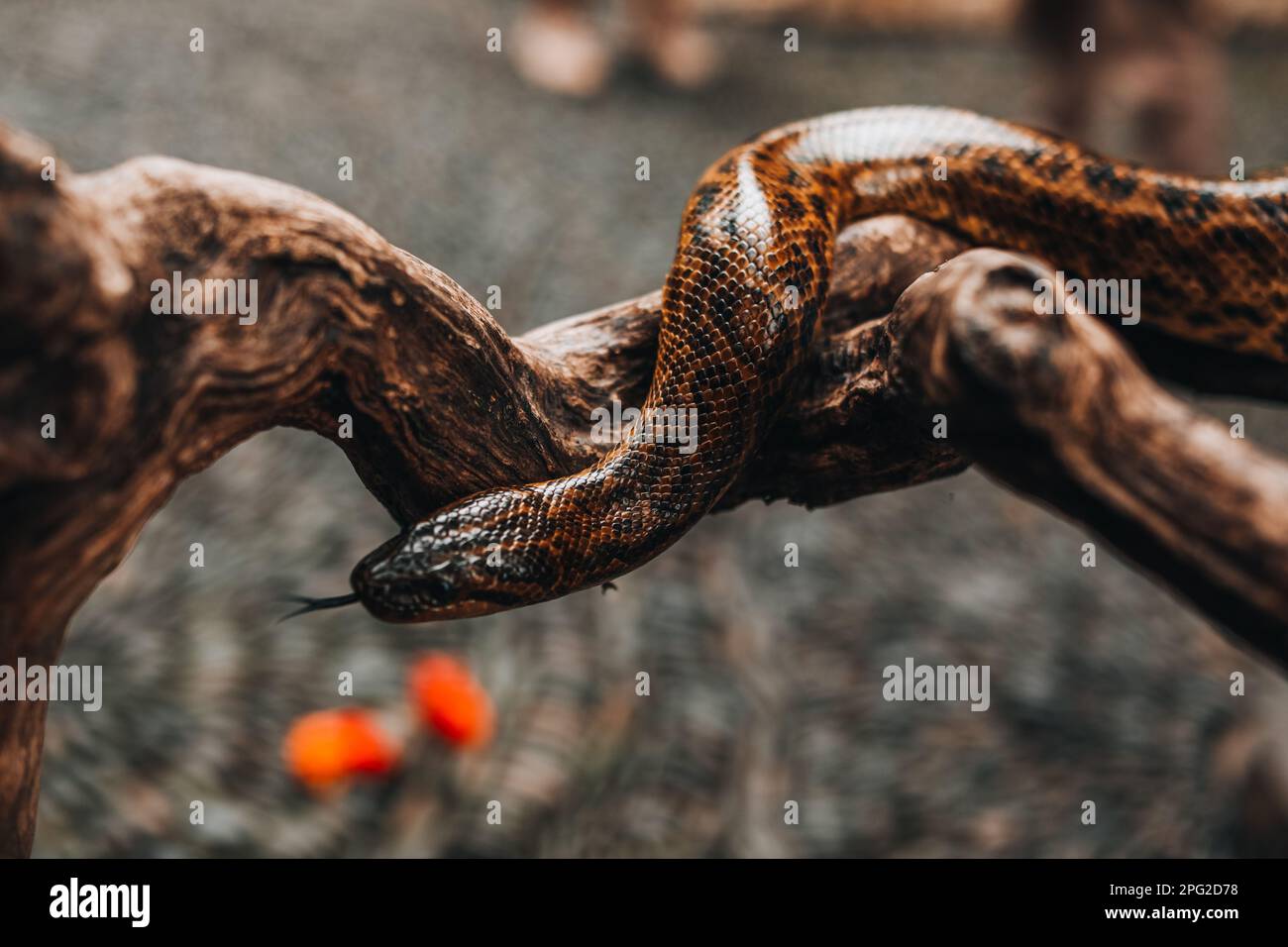 Wild snake python crawling on a tree branch in the wildlife Stock Photo ...