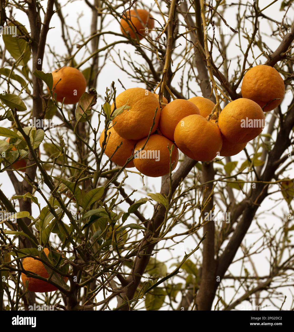 Branches of a tangerine tree with large orange fruits and green leaves ...
