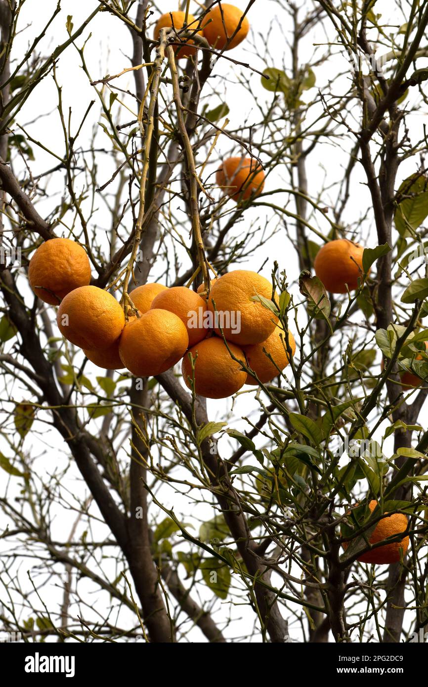 Branches of a tangerine tree with large orange fruits and green leaves ...