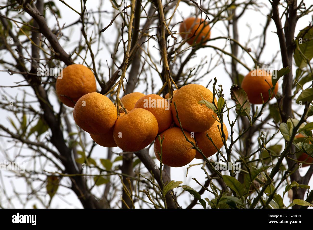 Branches of a tangerine tree with large orange fruits and green leaves ...