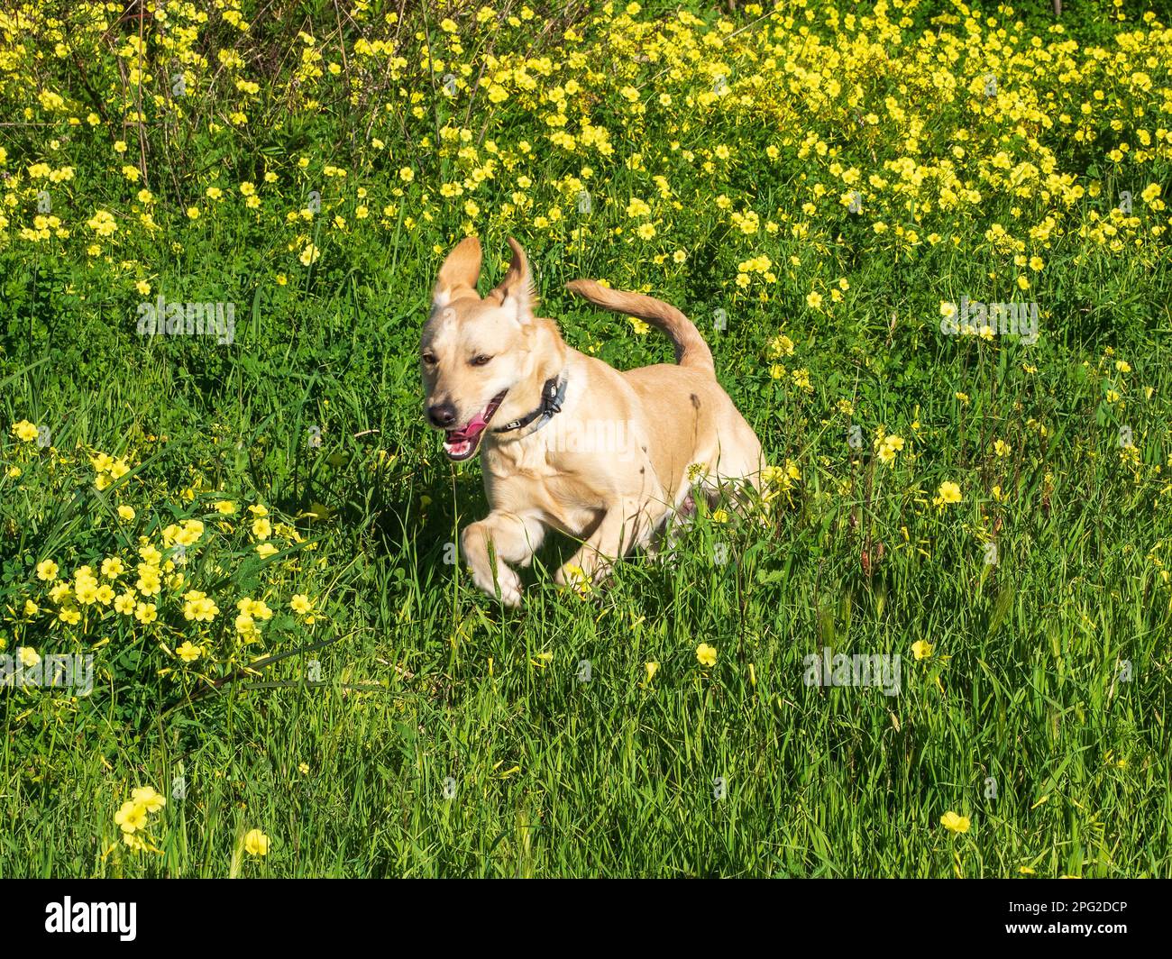 A Labrador dog running through a field of flowers Stock Photo - Alamy