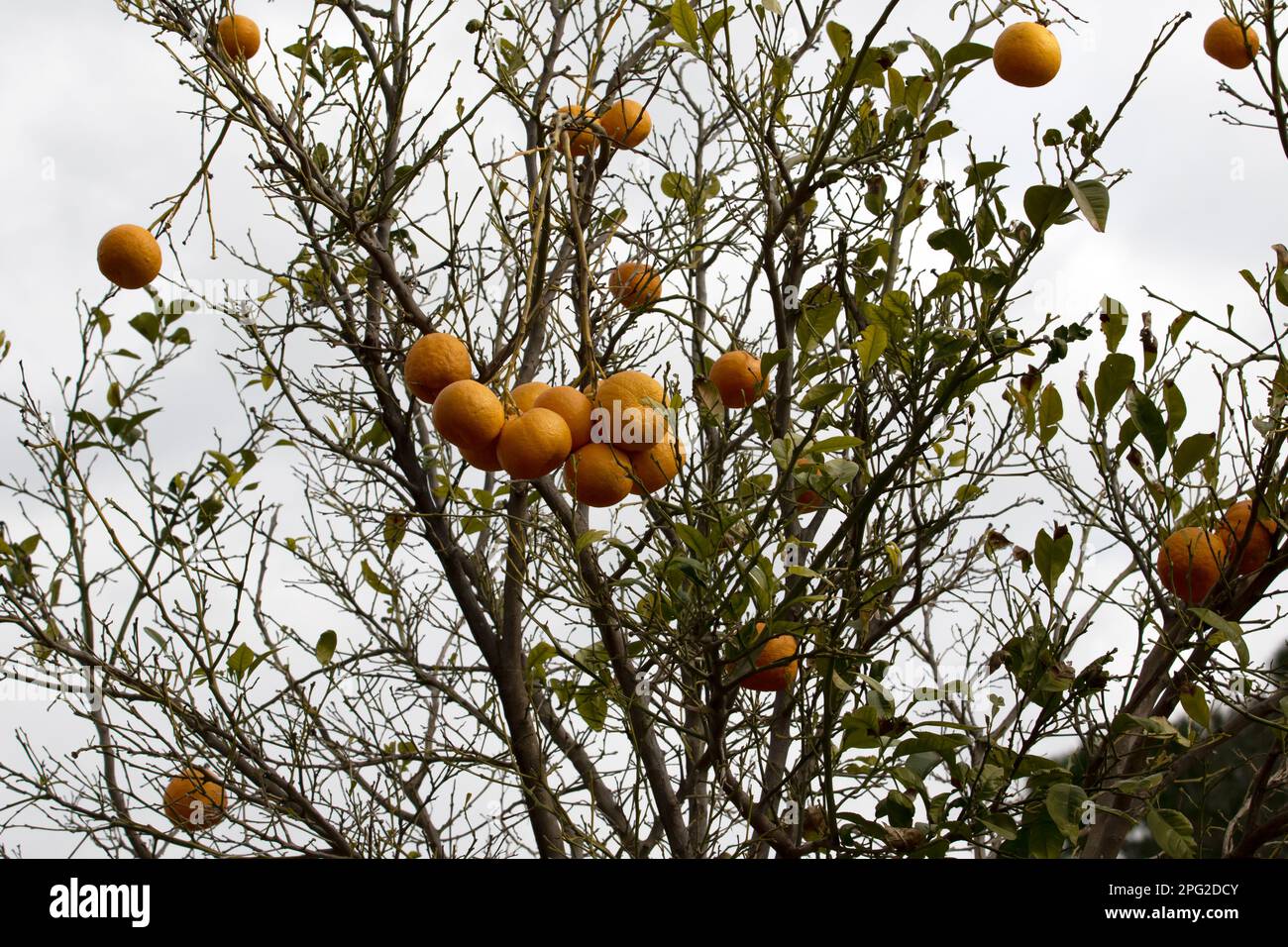 Branches of a tangerine tree with large orange fruits and green leaves ...