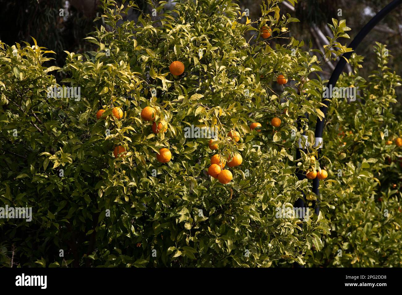 Branches of a tangerine tree with large orange fruits and green leaves ...