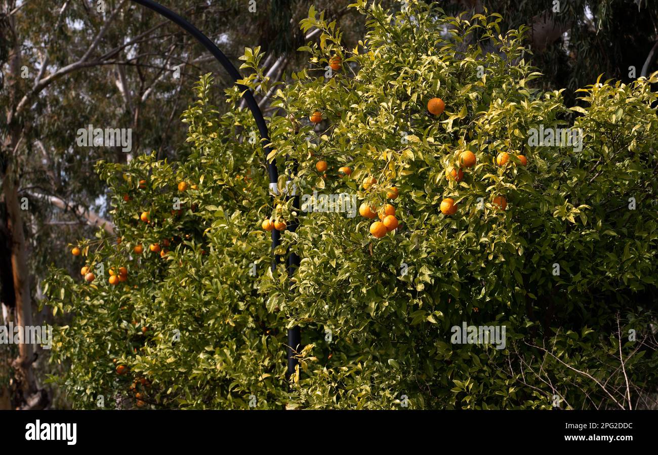 Branches of a tangerine tree with large orange fruits and green leaves ...