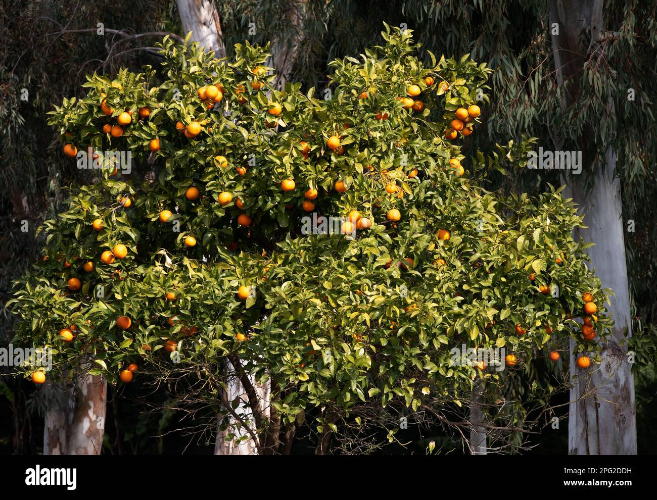 Branches of a tangerine tree with large orange fruits and green leaves ...