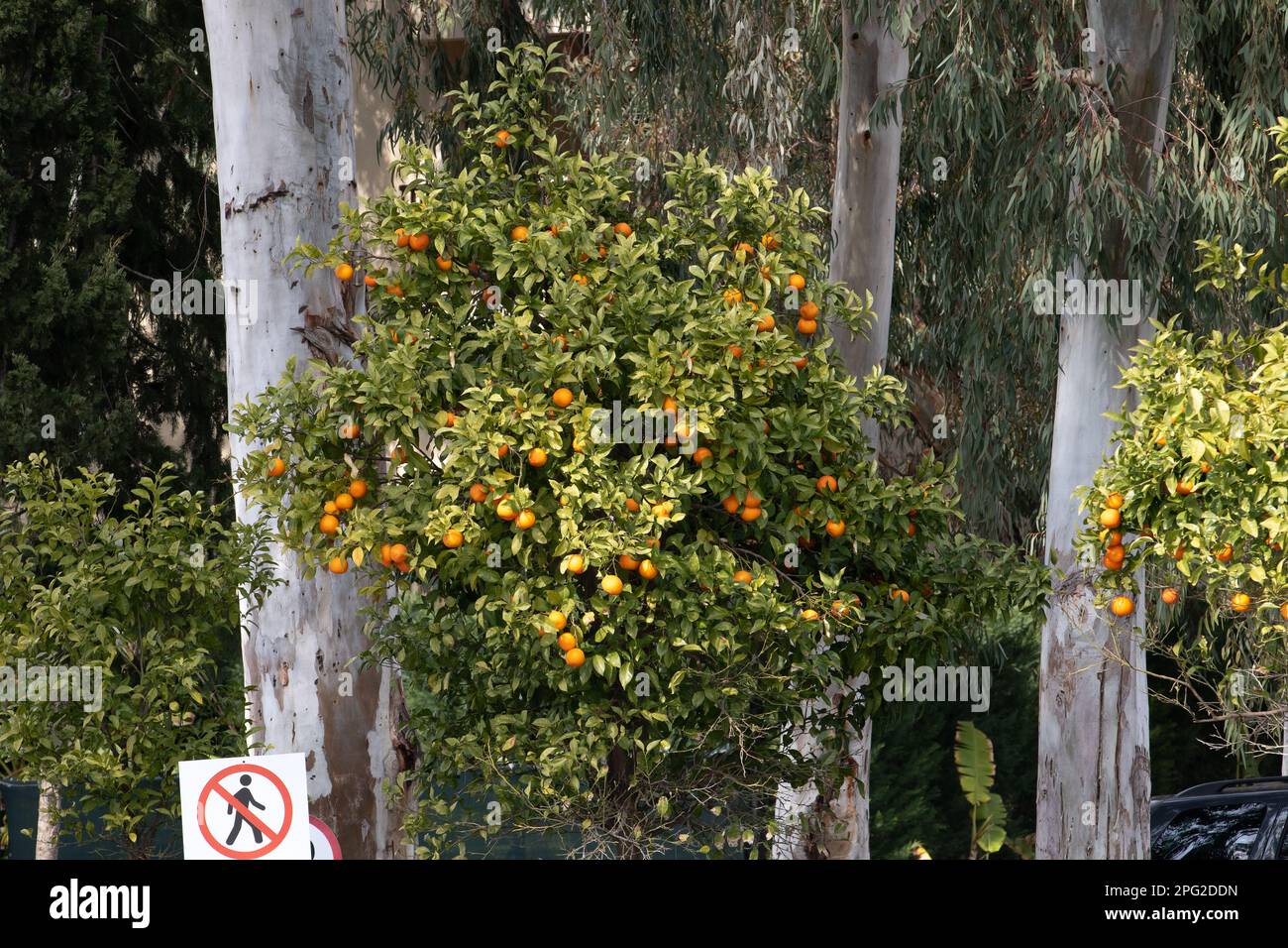 Branches of a tangerine tree with large orange fruits and green leaves ...