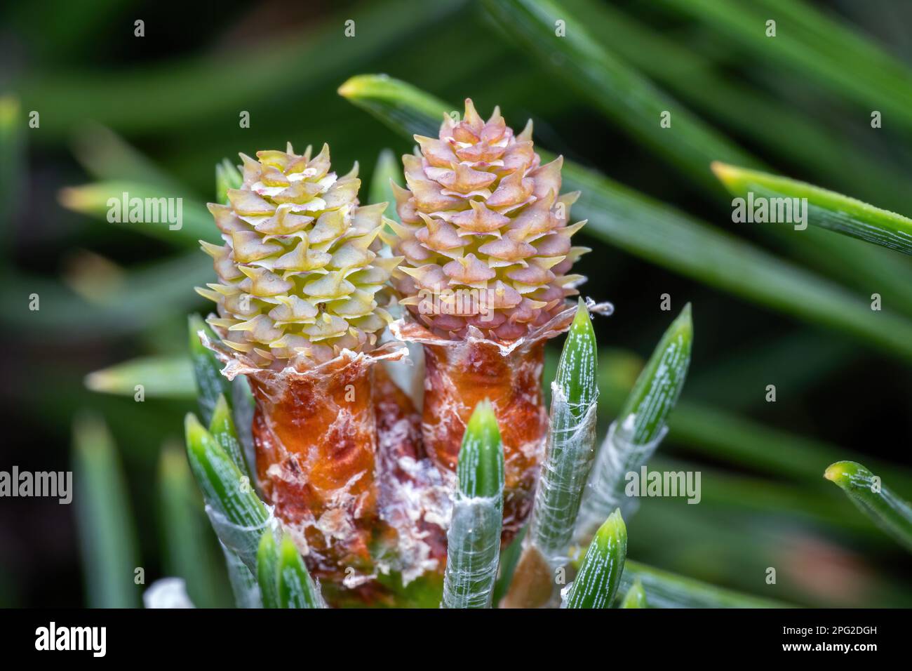 Young shoots of pine trees Stock Photo - Alamy