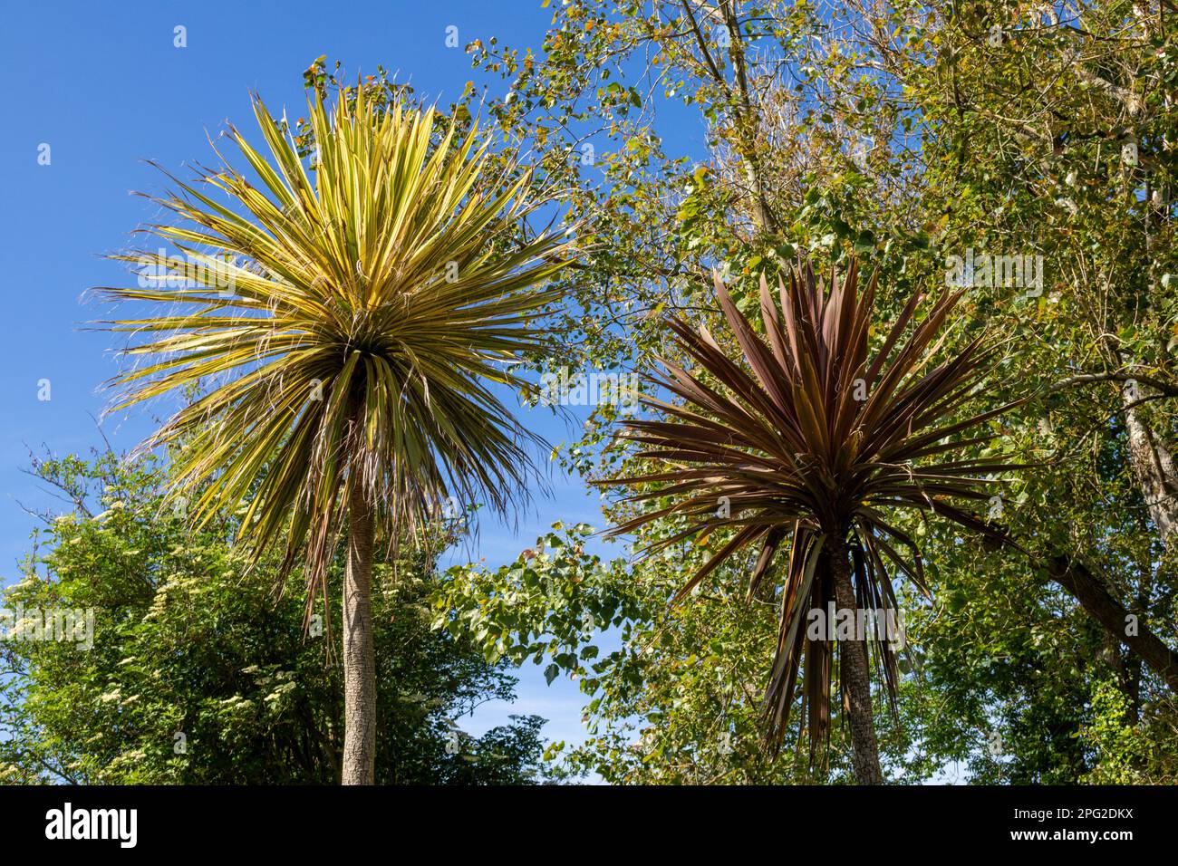 Devon plants hi-res stock photography and images - Alamy