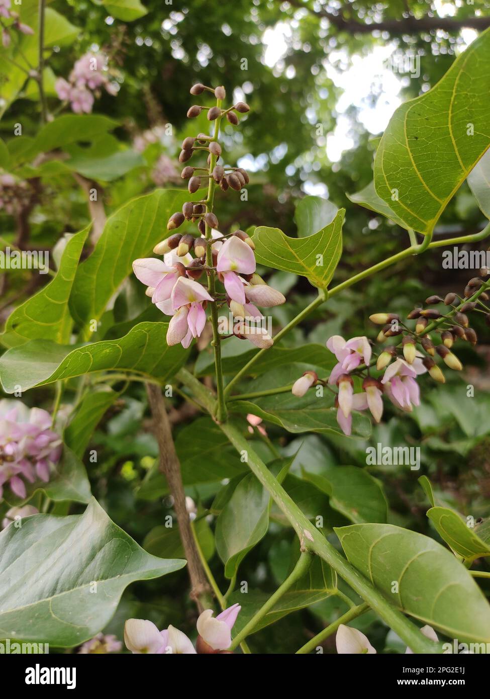 Pongamia leaf hi-res stock photography and images - Alamy