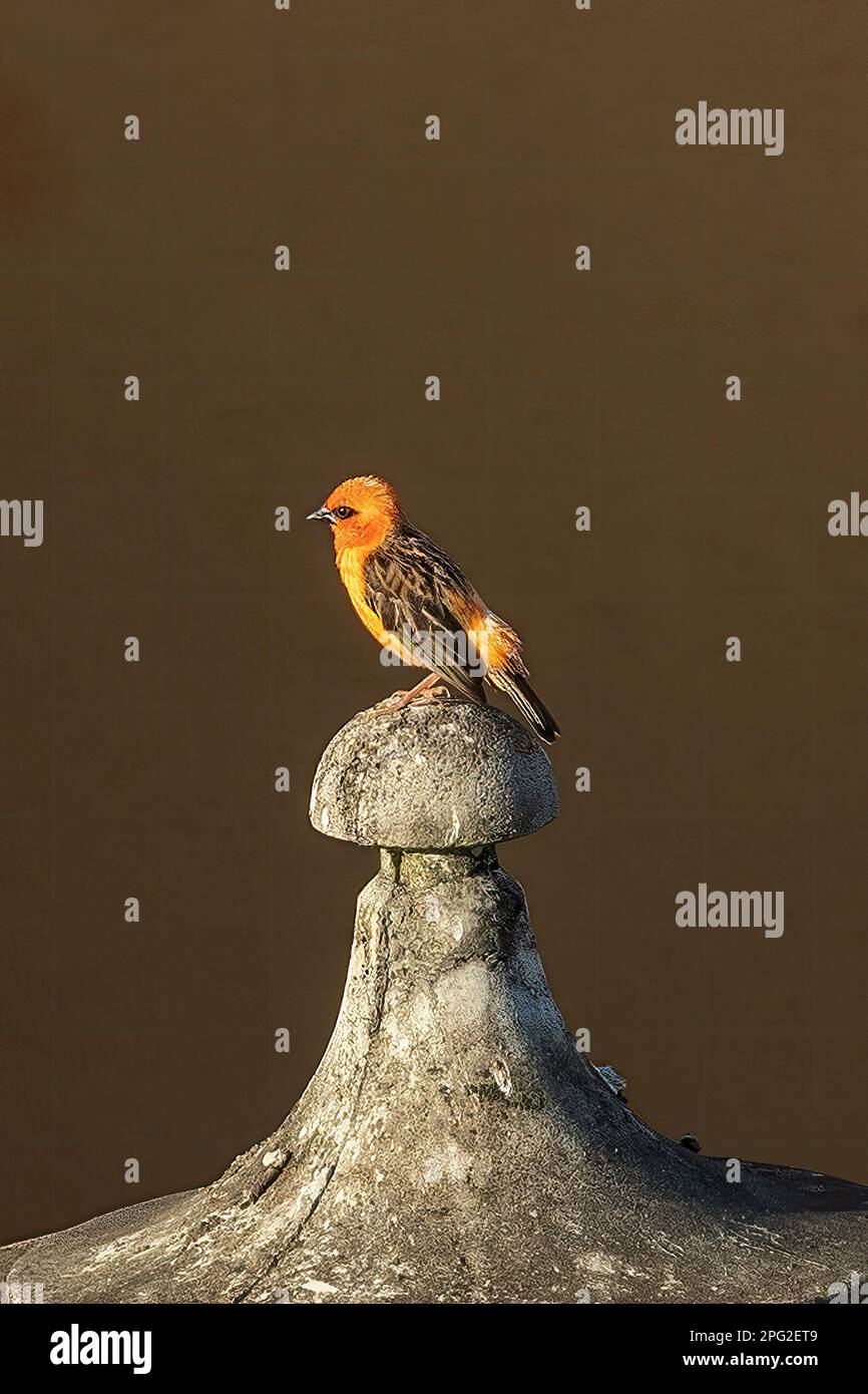 Mauritius Fody, Foudia rubra Stock Photo - Alamy