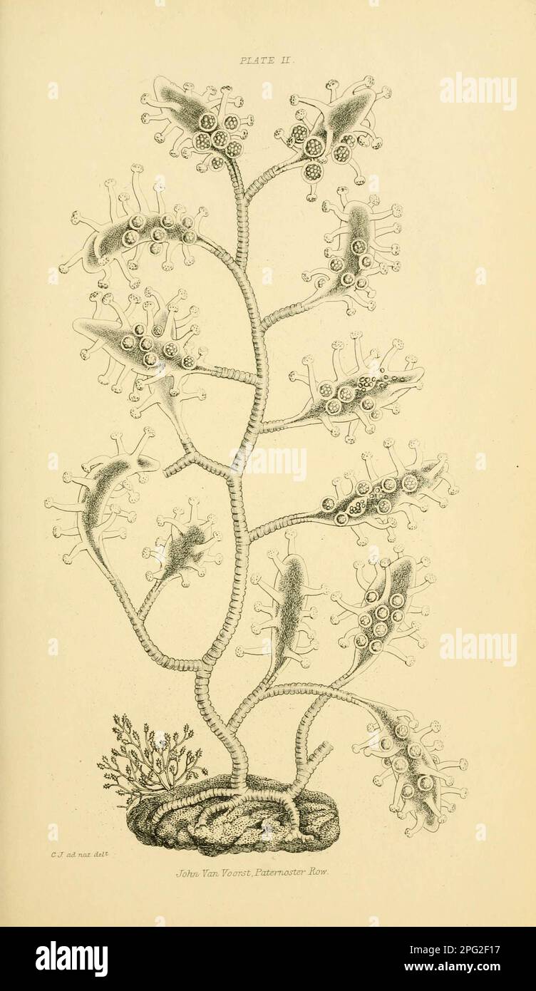 Coryne hi-res stock photography and images - Alamy