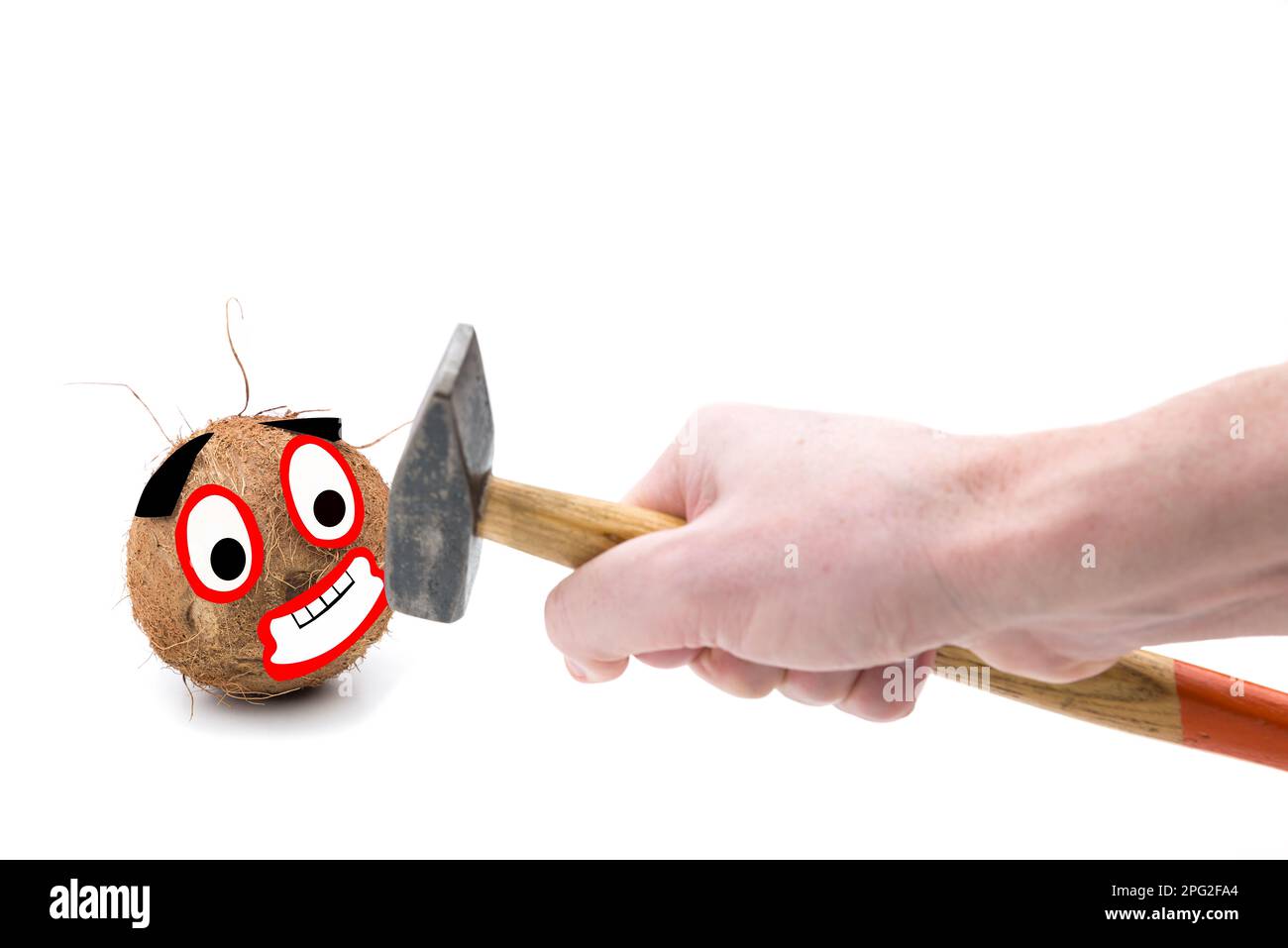Funny concept of danger and fear. Opening of a coconut with hammer ...