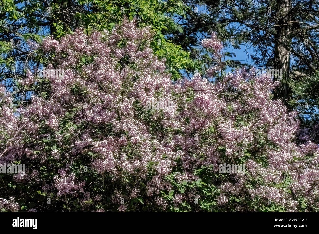 Beautiful purple lilac bush in full bloom against a bright blue sky on ...