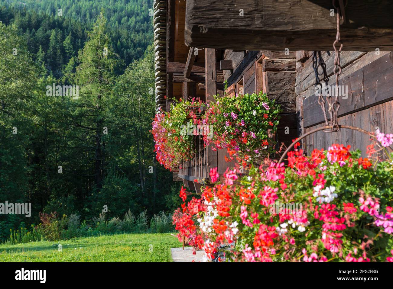 Flowers in bloom. Traditional mountain house in the woods with flowered ...