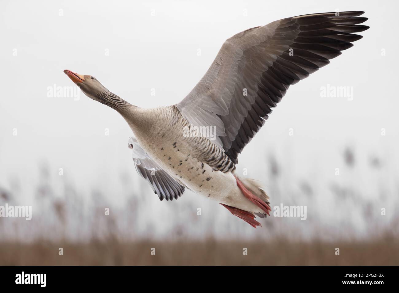 Goose wing up hi-res stock photography and images - Alamy