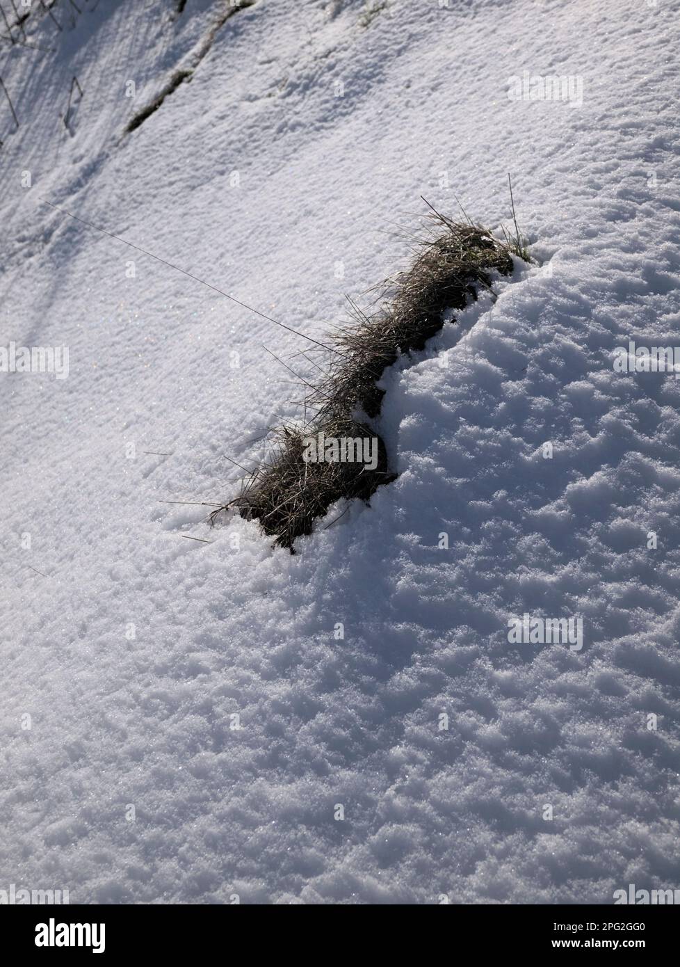 Grasses emerging from the snow at Hard End tip in Netherley, Marsden ...
