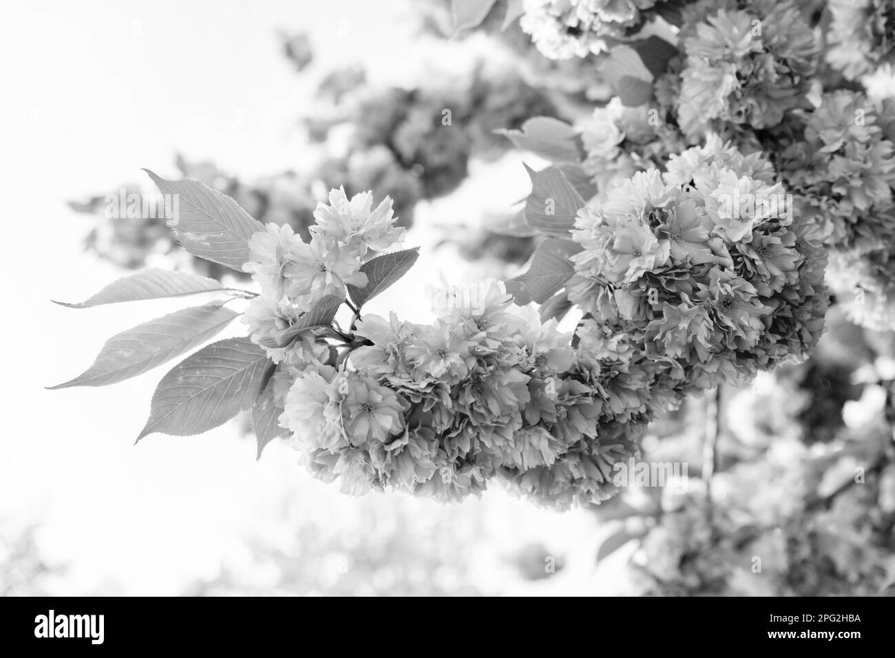 beautiful pink sakura flower on blooming spring tree Stock Photo - Alamy