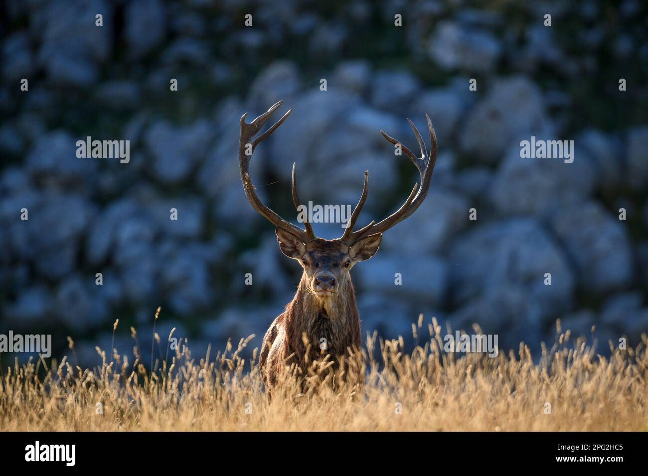 A big male deer during the rut season Stock Photo - Alamy