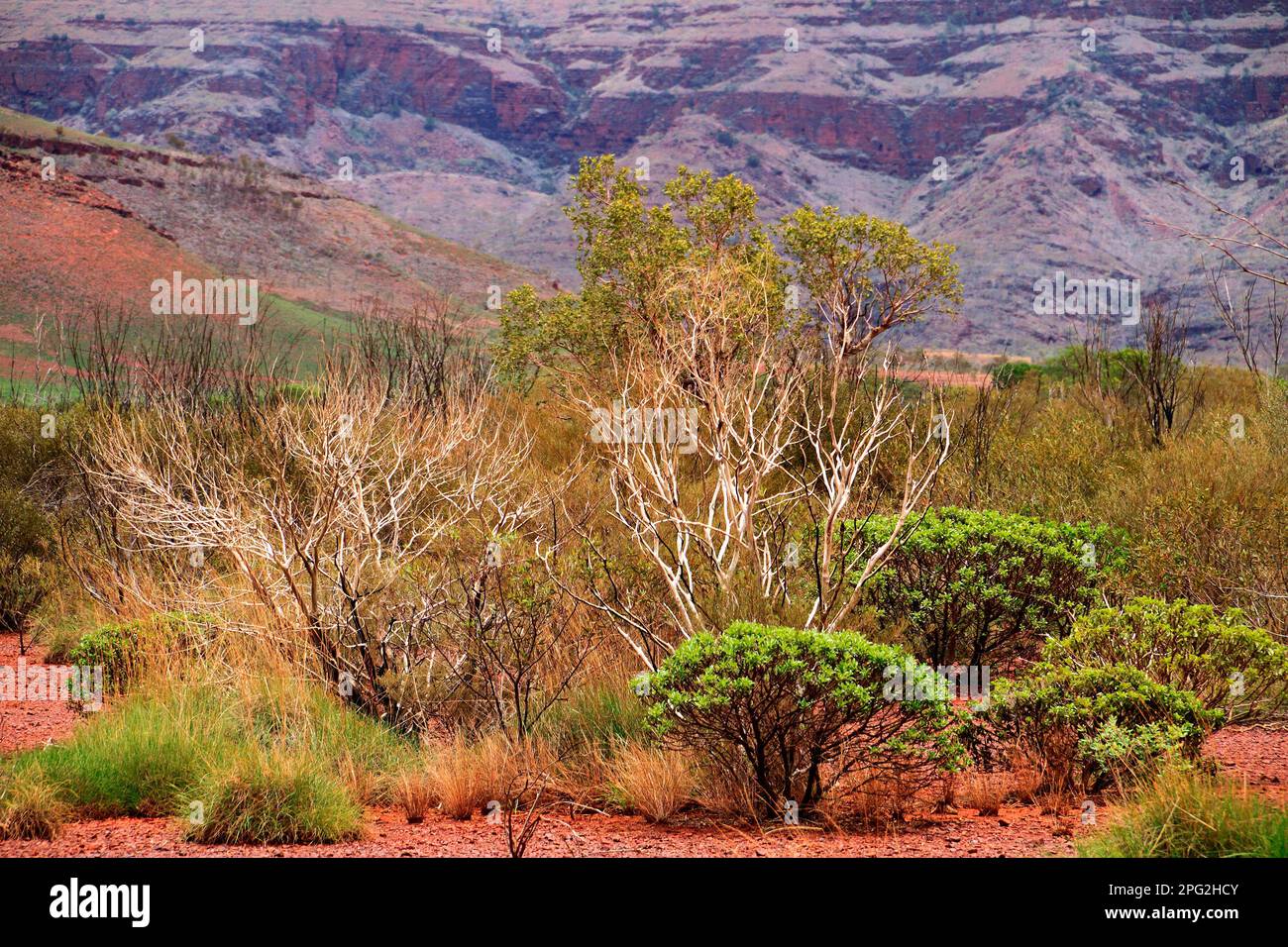 Small landscape trees hi-res stock photography and images - Alamy