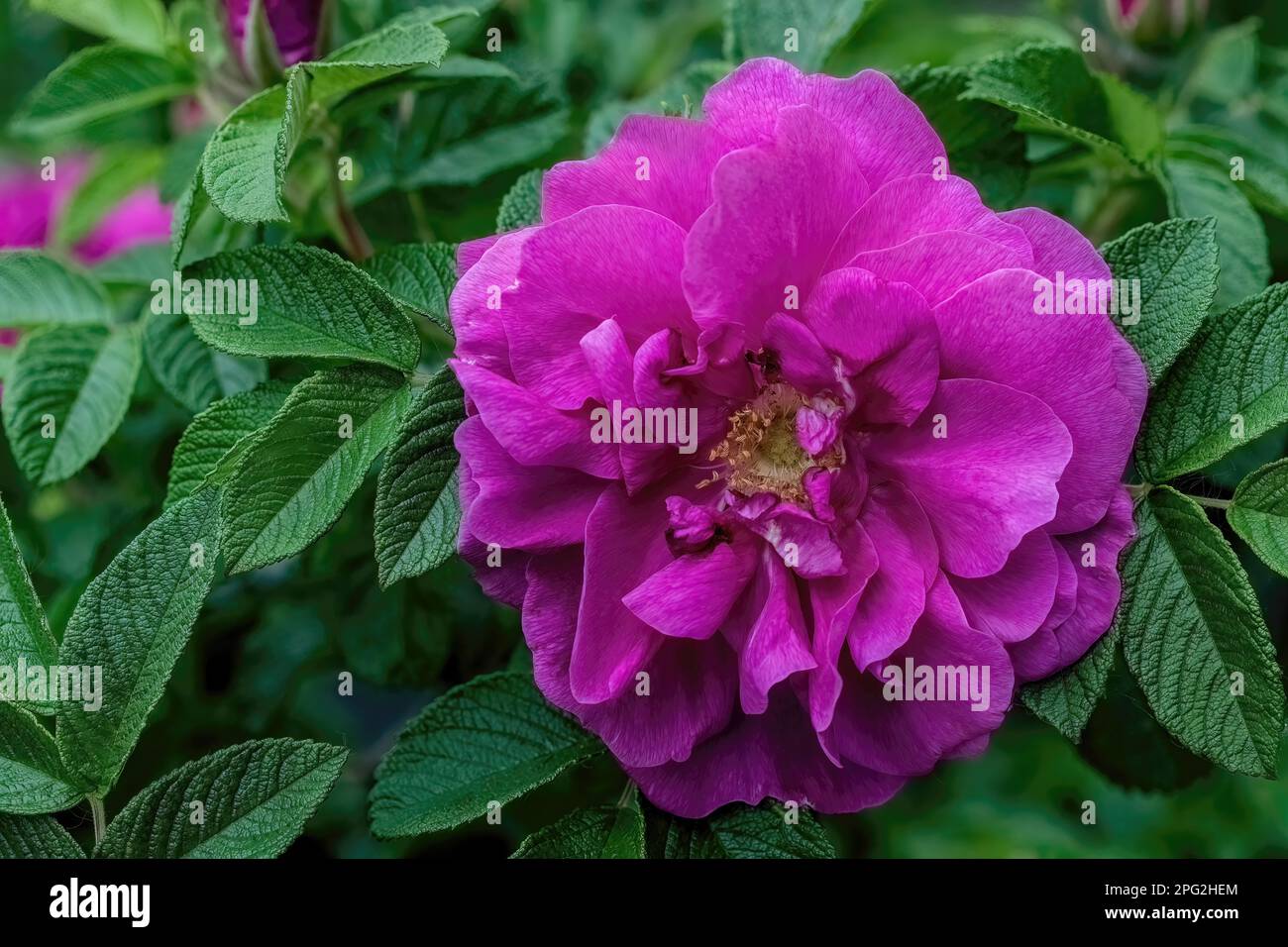 Pretty deep pink rose on a rosebush on a spring evening in St. Croix ...