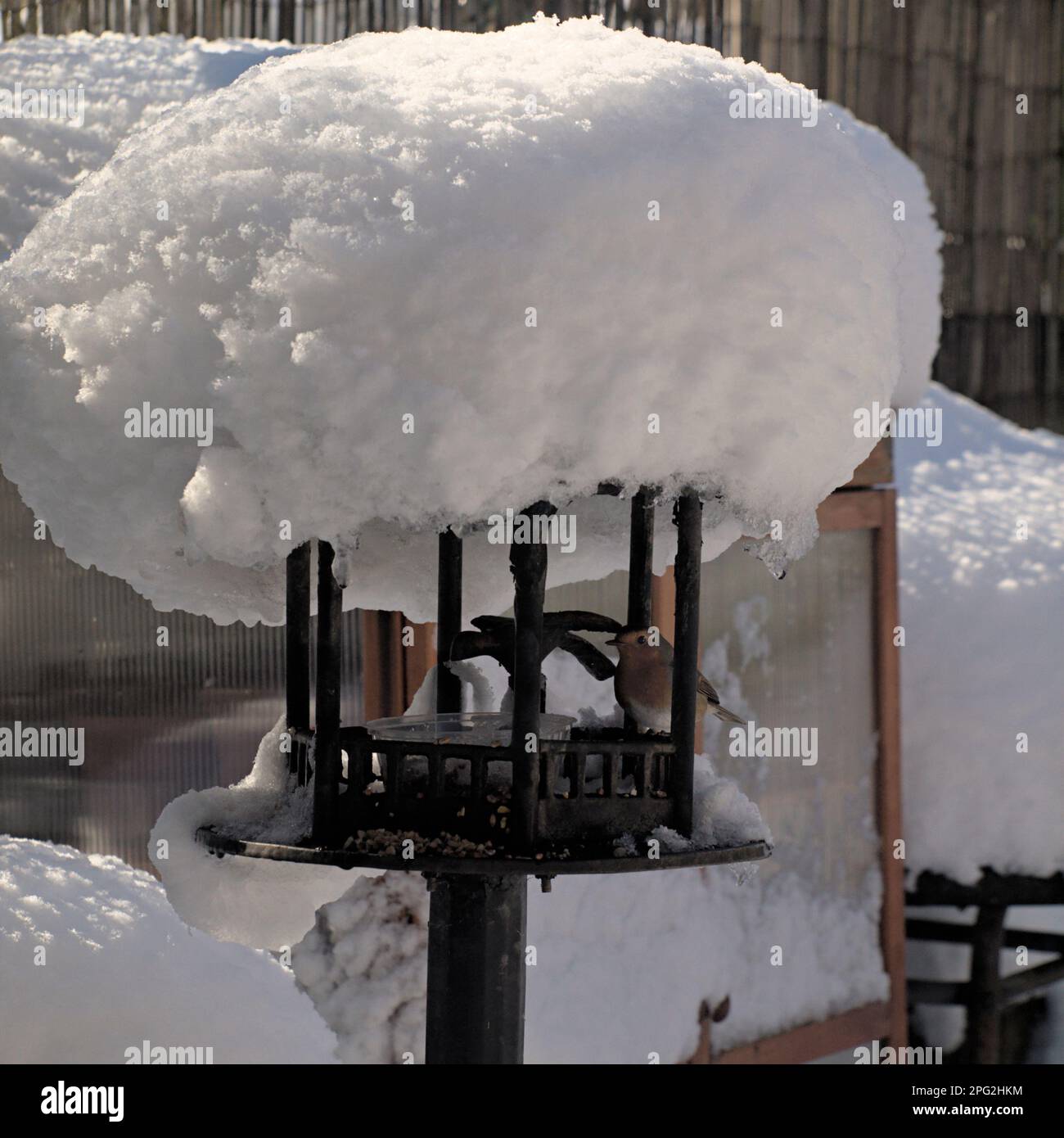Robin bird table snow hi-res stock photography and images - Alamy