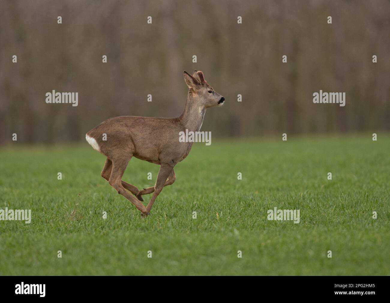 A male Roe Deer (Capreolus capreolus) bounding ing across the spring ...