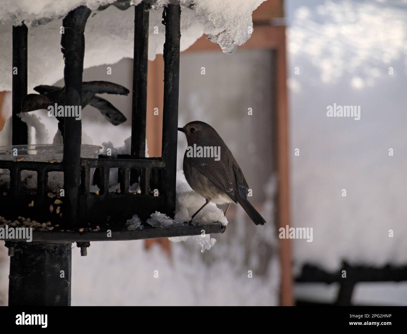 A robin perched on a snowy bird table in Marsden Stock Photo - Alamy